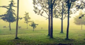 Zambia - Patents and Companies Registration Agency (PACRA) - My ...